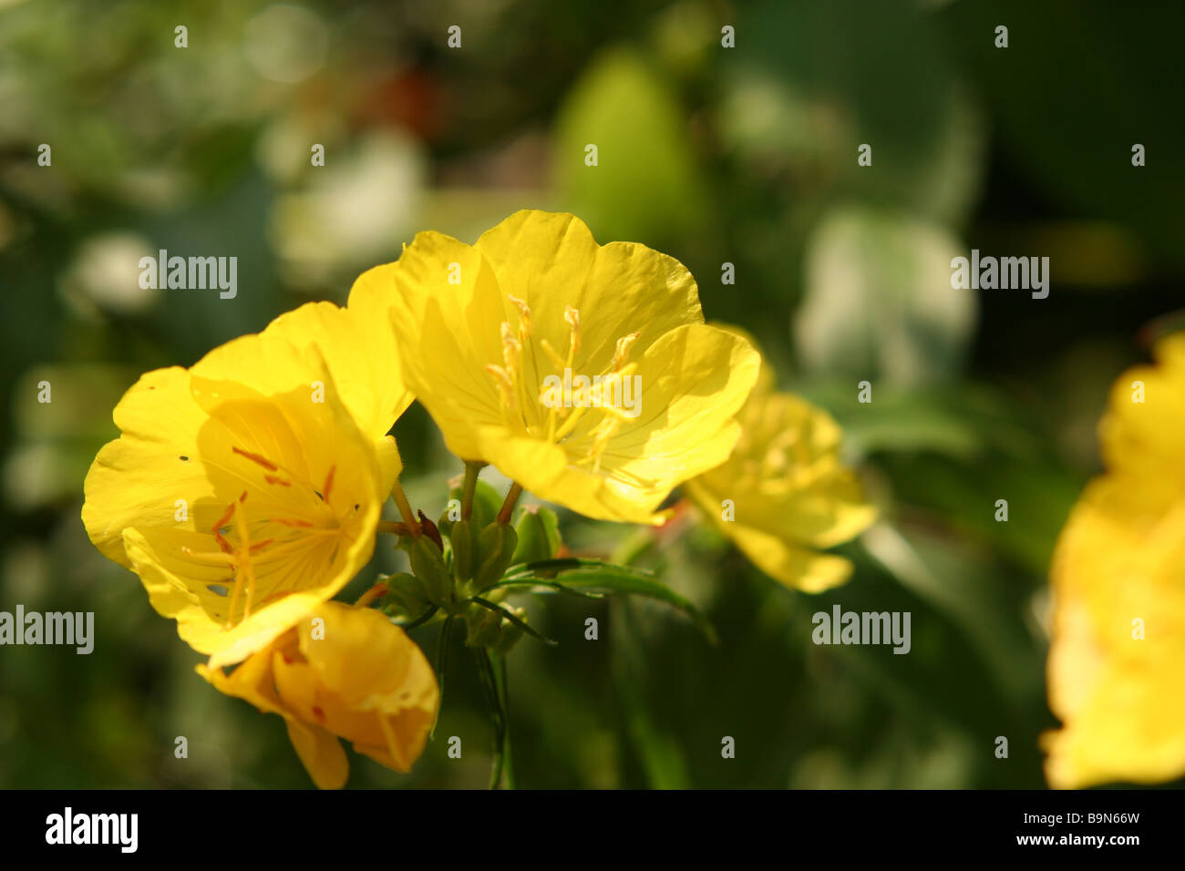 yellow evening primrose close up Stock Photo - Alamy
