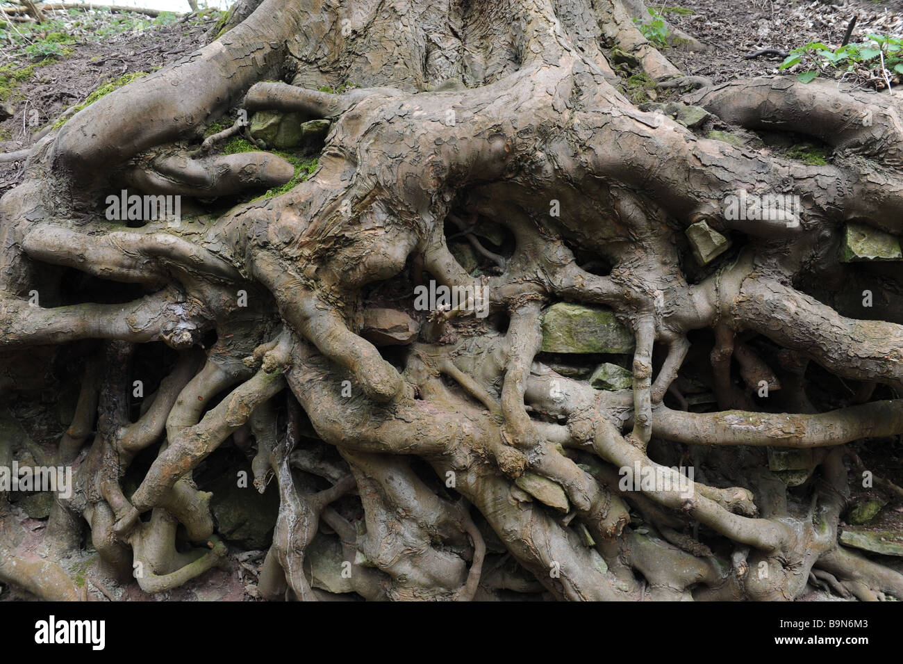 Exposed tree roots on Grinshill in North Shropshire England Uk Stock ...