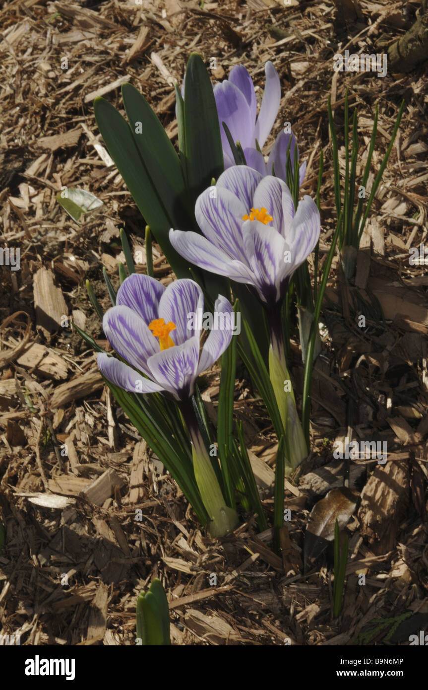 CROCUS FLOWERING IN SPRING Crocus longiflorus Stock Photo - Alamy