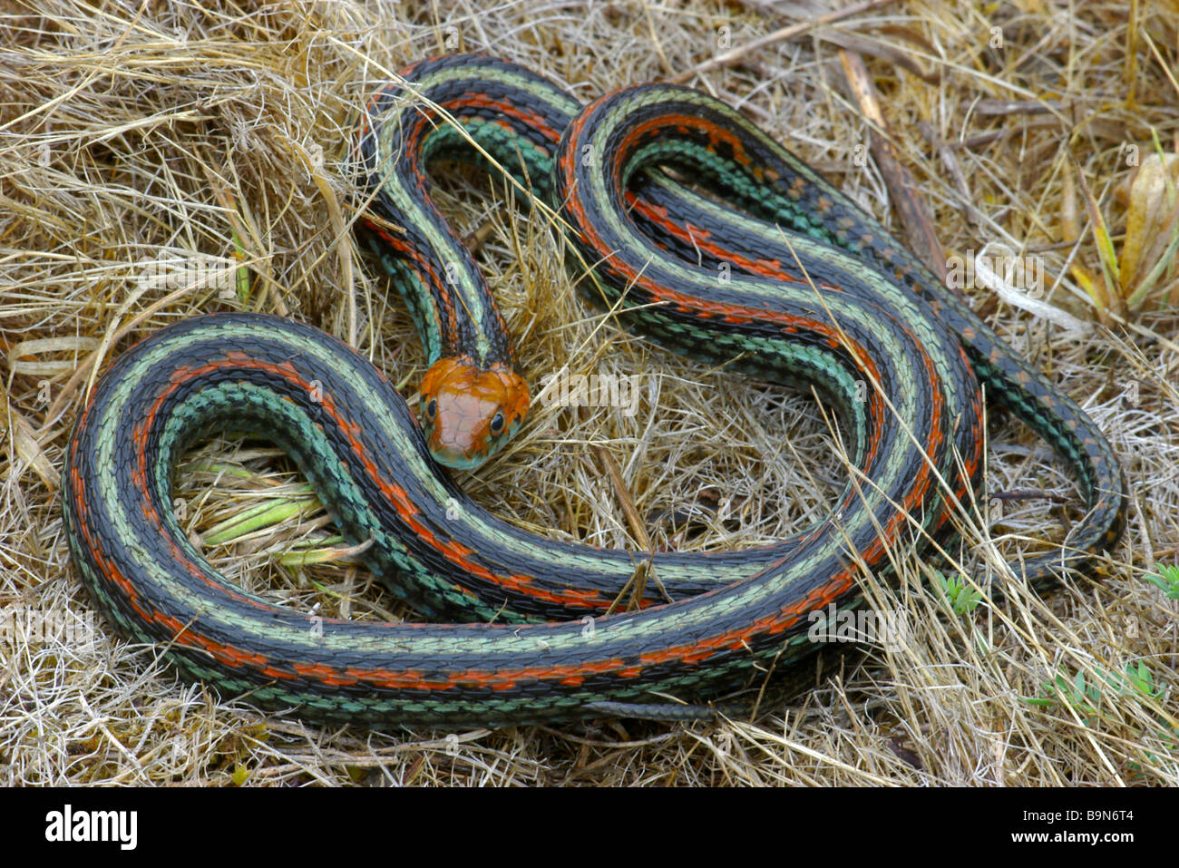 Endangered San Francisco Garter Snake (Thamnophis sirtalis tetrataenia ...