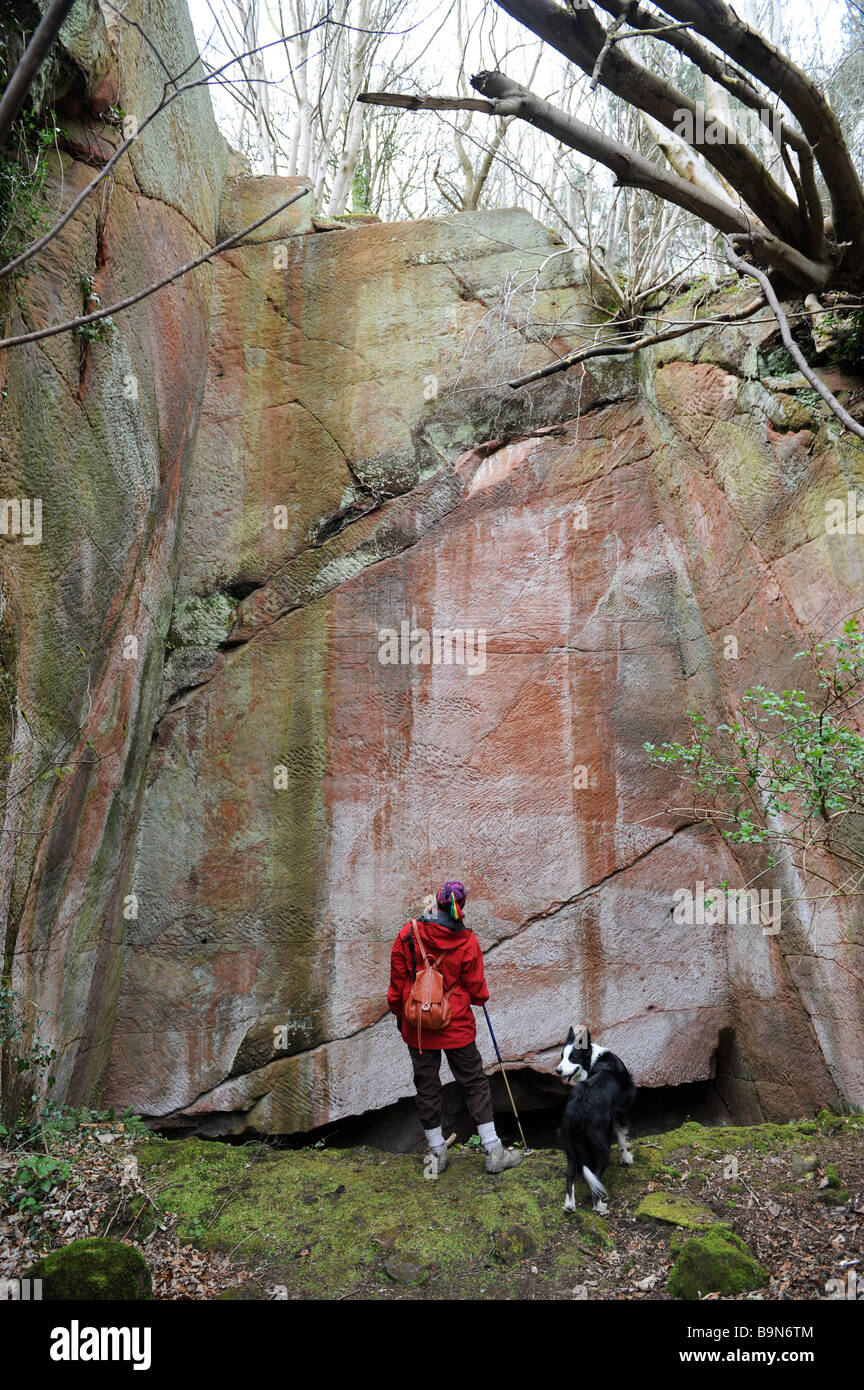 The face of a disused sandstone quarry at Grinshill in North Shropshire ...