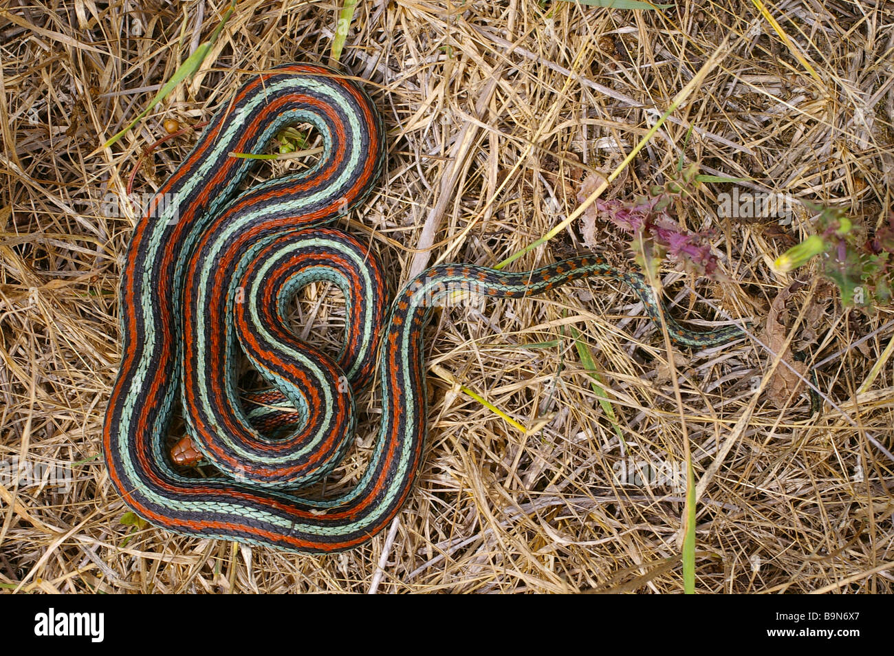 Endangered San Francisco Garter Snake (Thamnophis sirtalis tetrataenia ...