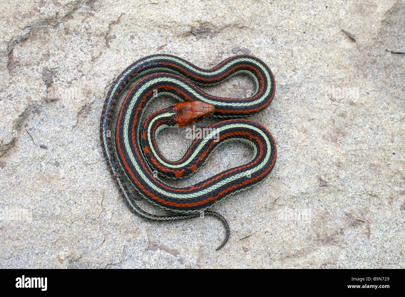 Endangered San Francisco Garter Snake (Thamnophis sirtalis tetrataenia ...