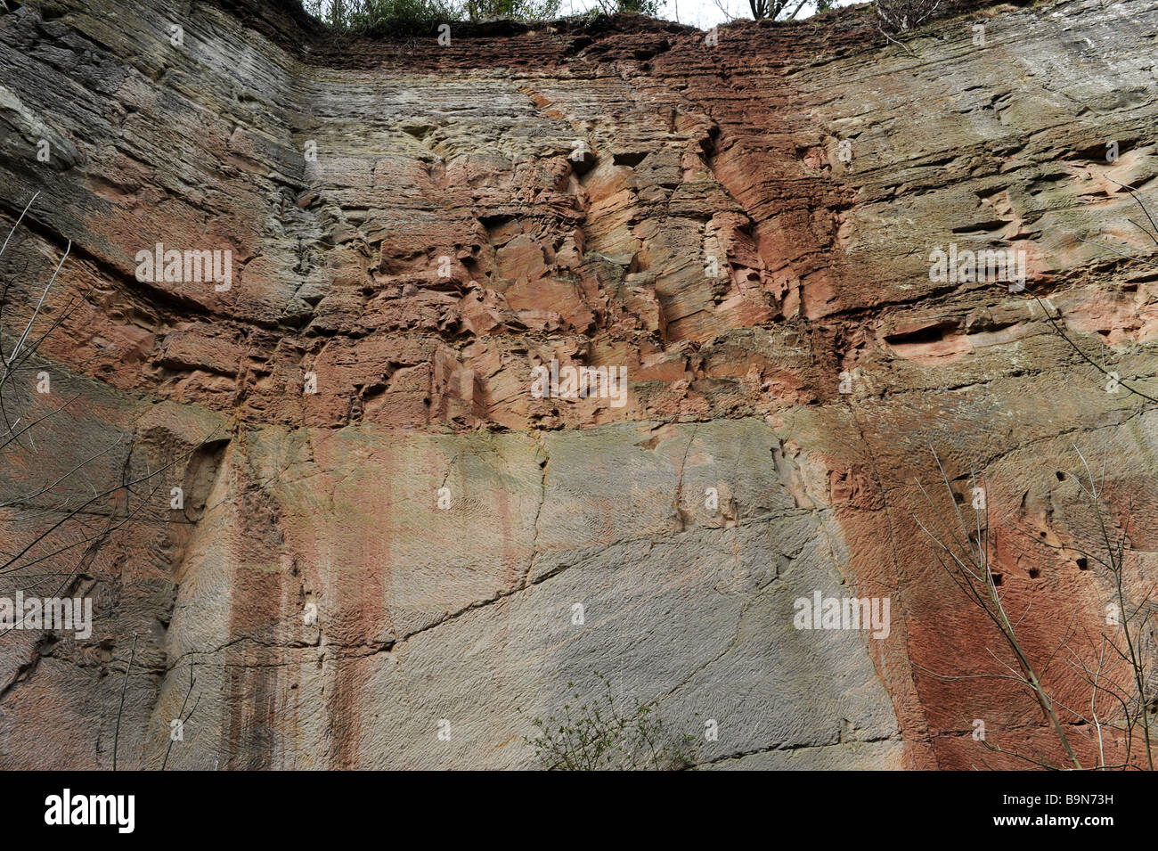 The face of a disused sandstone quarry at Grinshill in North Shropshire ...