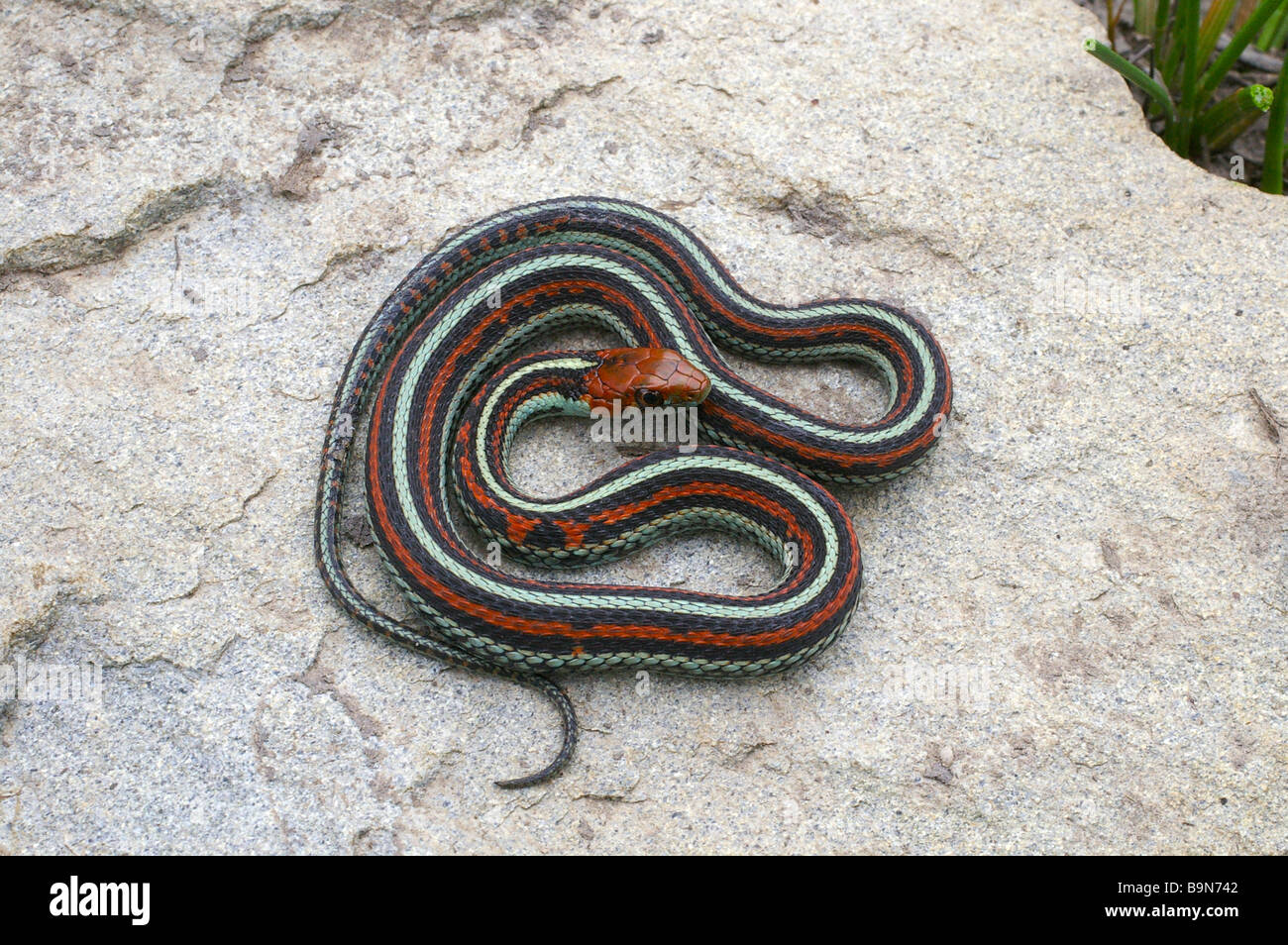 Endangered San Francisco Garter Snake (Thamnophis sirtalis tetrataenia ...