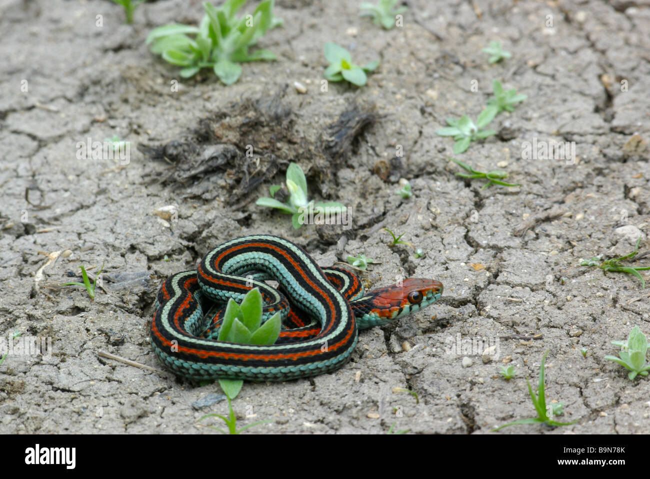 Endangered San Francisco Garter Snake (Thamnophis sirtalis tetrataenia ...
