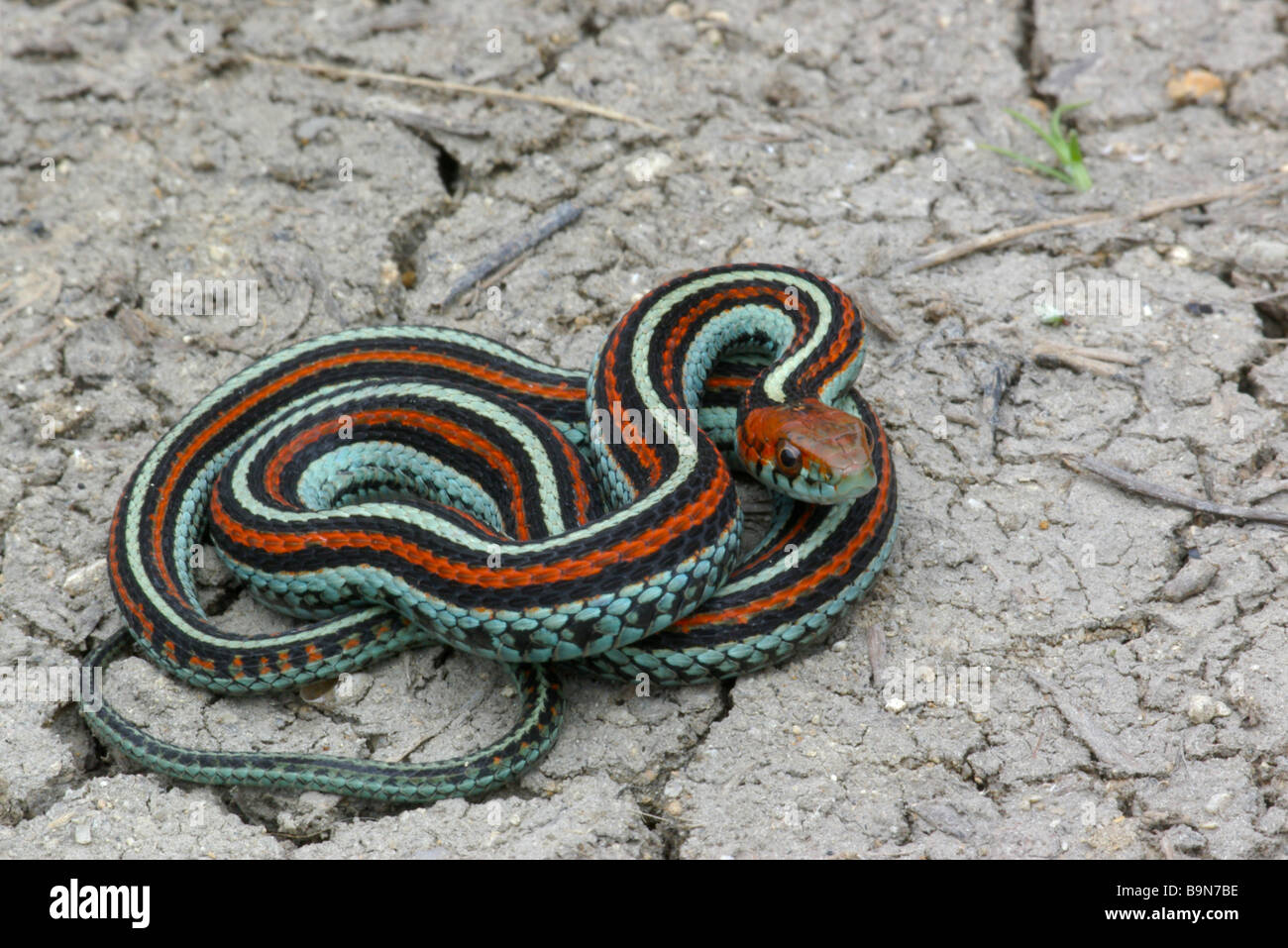 Endangered San Francisco Garter Snake (Thamnophis sirtalis tetrataenia ...