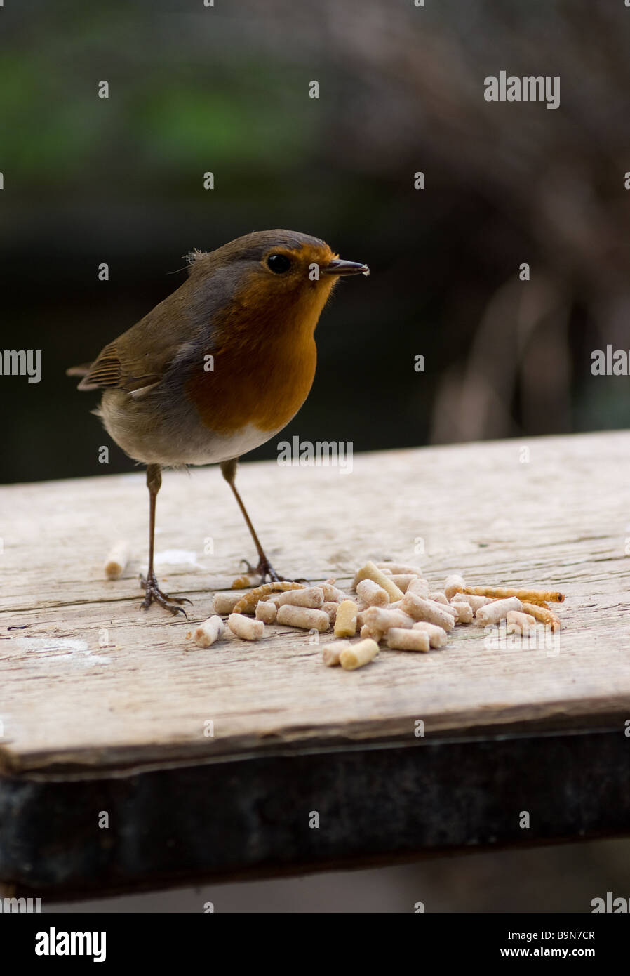 Robin and meal worm hi-res stock photography and images - Alamy