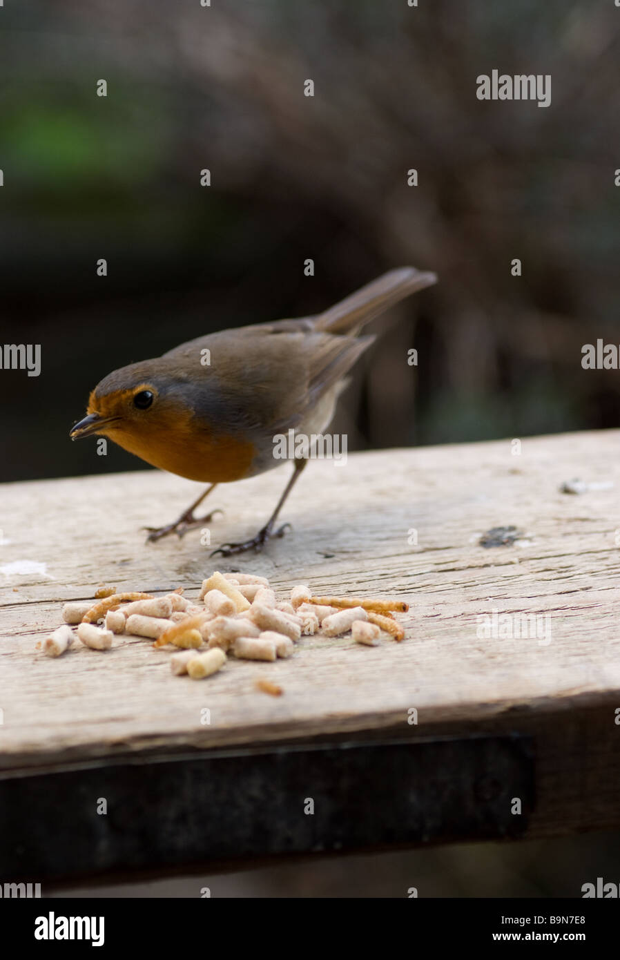 Robin and meal worm hi-res stock photography and images - Alamy
