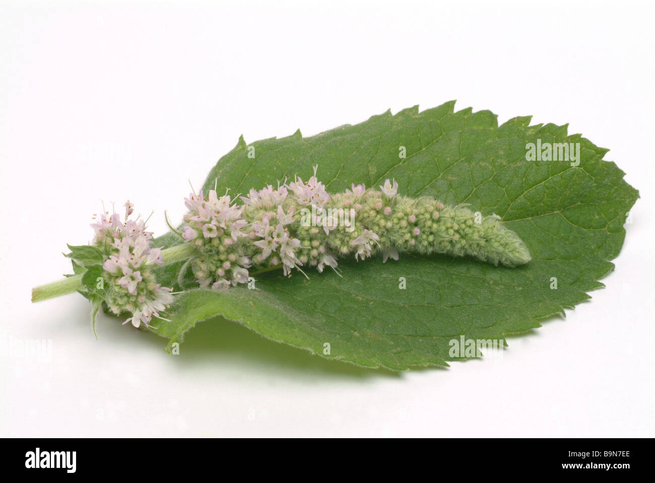 Medicinal plant Horse Mint Biblical mint Long leaved mint Roßminze ...