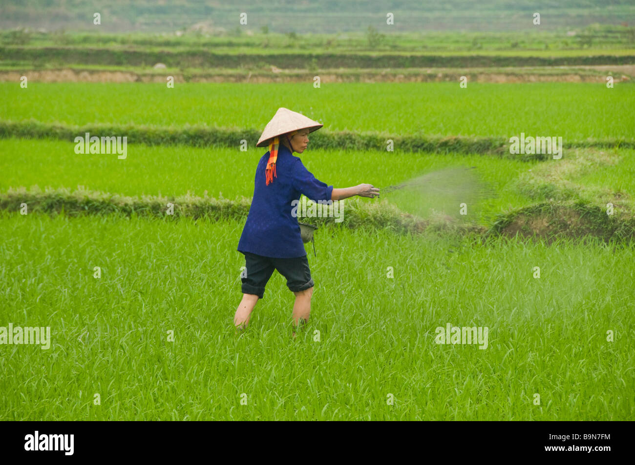 farmer fertilizing the rice fields near Sapa Vietnam Stock Photo - Alamy