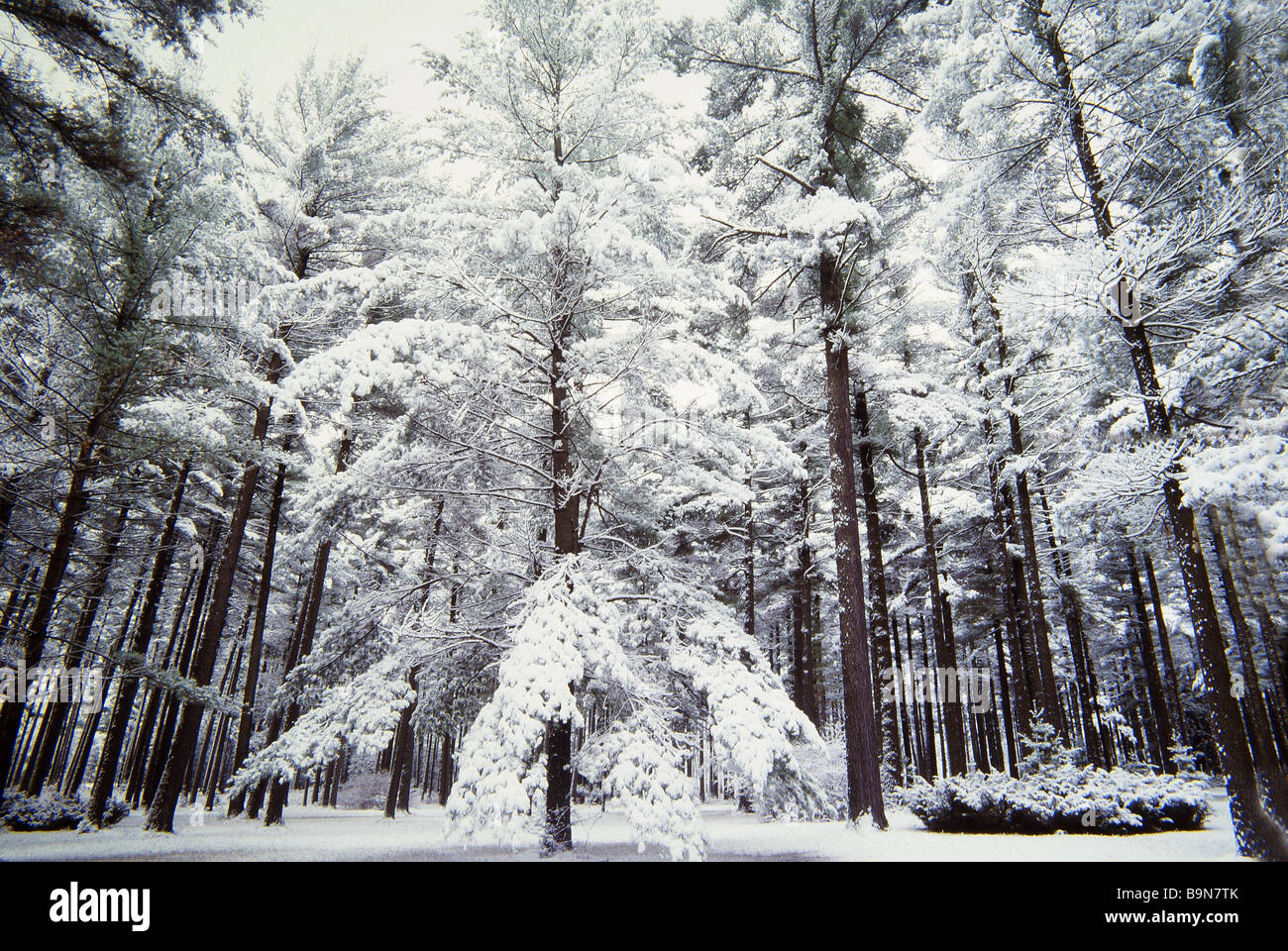 Tall snow laden trees hi-res stock photography and images - Alamy