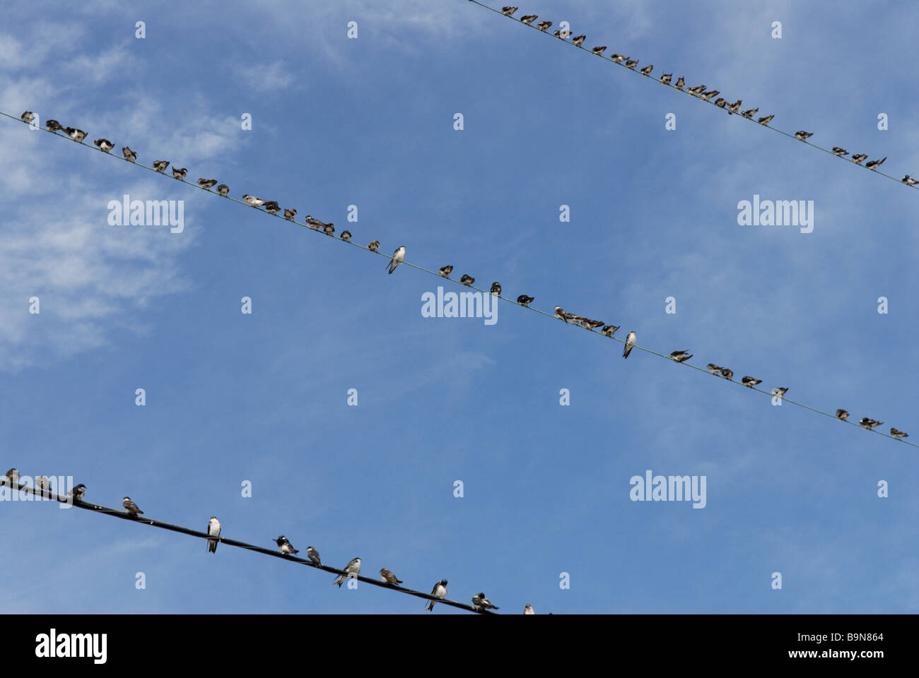 Birds migration flock tree hi-res stock photography and images - Alamy