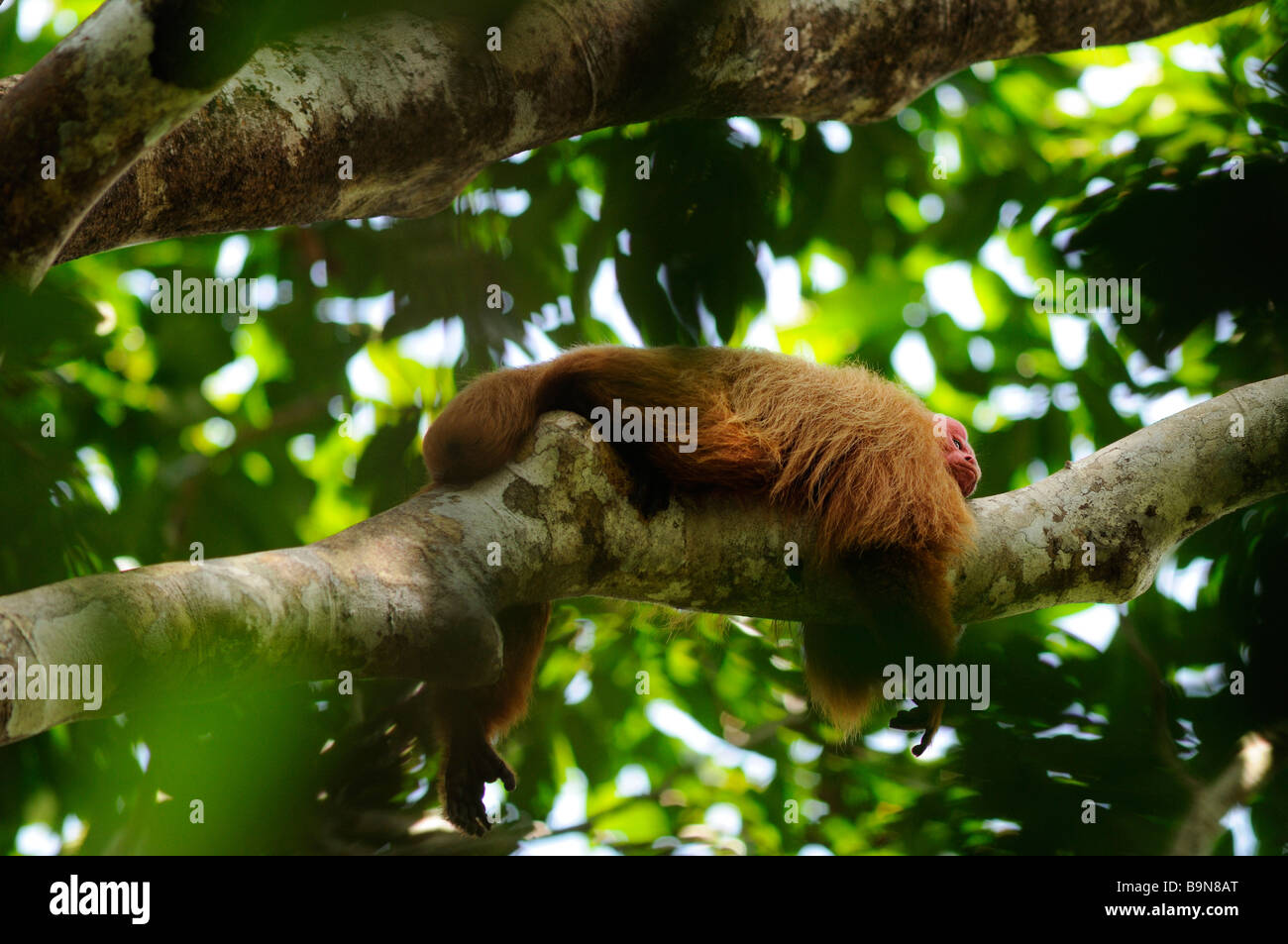 Red uakari monkey Cacajao calvus ucayalii WILD Yavari River Peru Stock ...