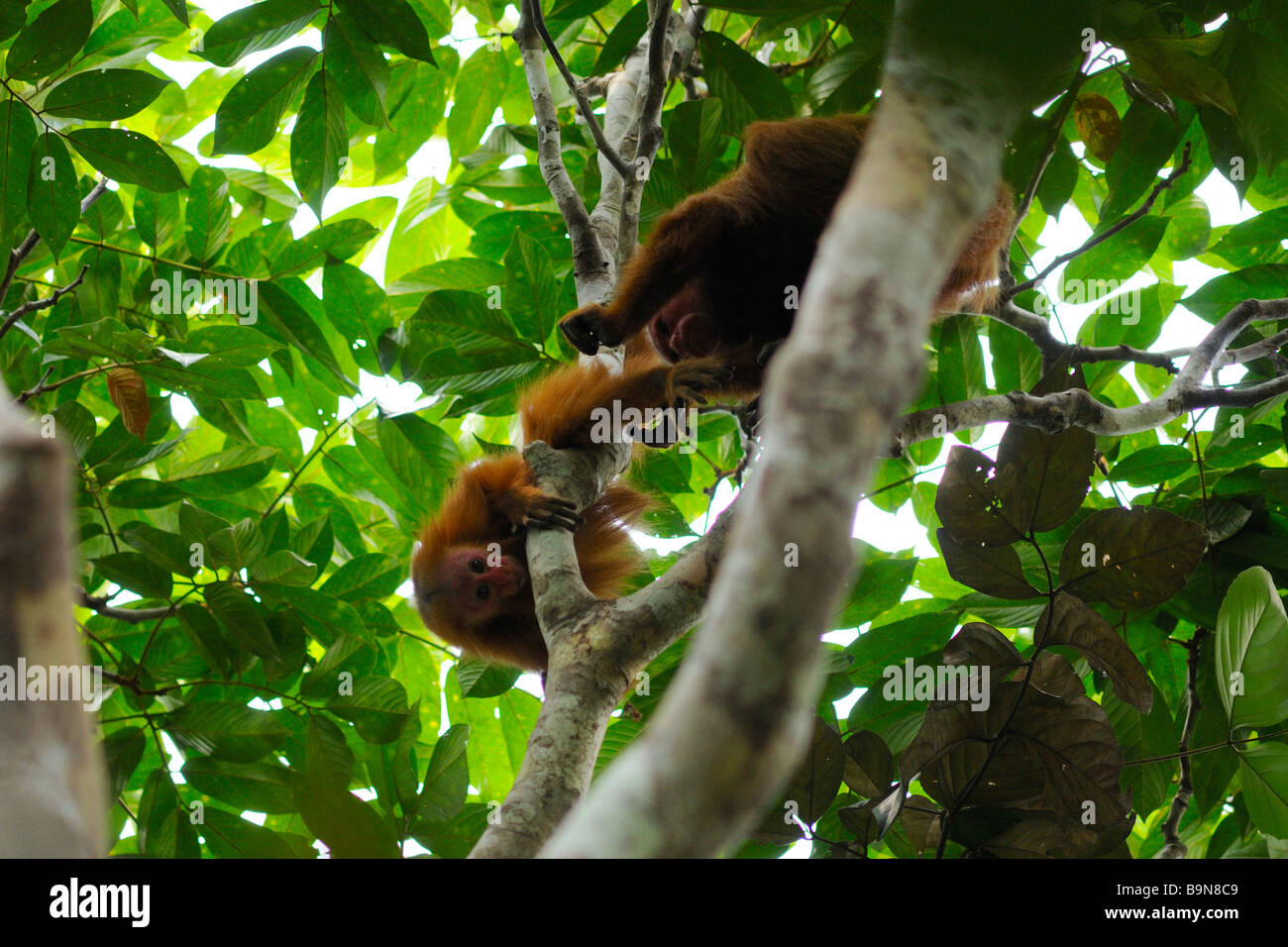 Uakaris monkey hi-res stock photography and images - Alamy