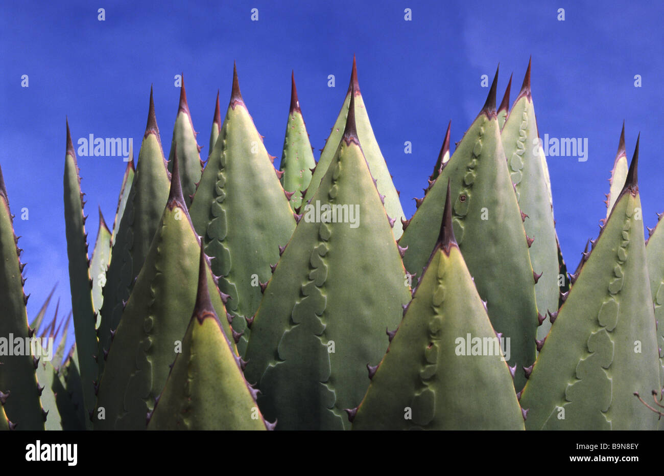 Agave plant growing in the highlands of Guatemala Stock Photo - Alamy