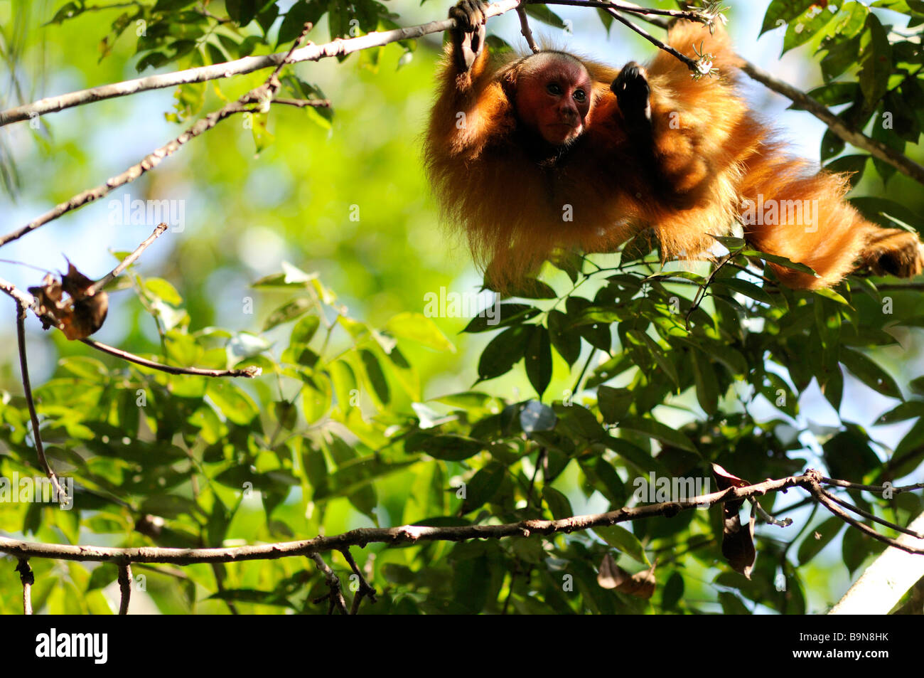 Uakaris monkey hi-res stock photography and images - Alamy