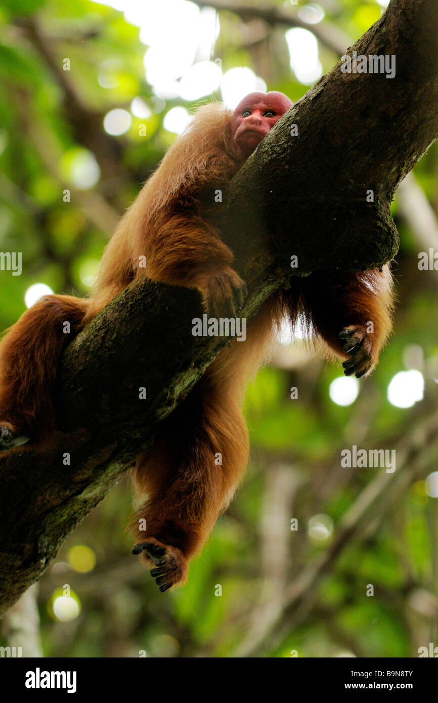 Red uakari monkey Cacajao calvus ucayalii WILD Yavari River Peru Stock ...