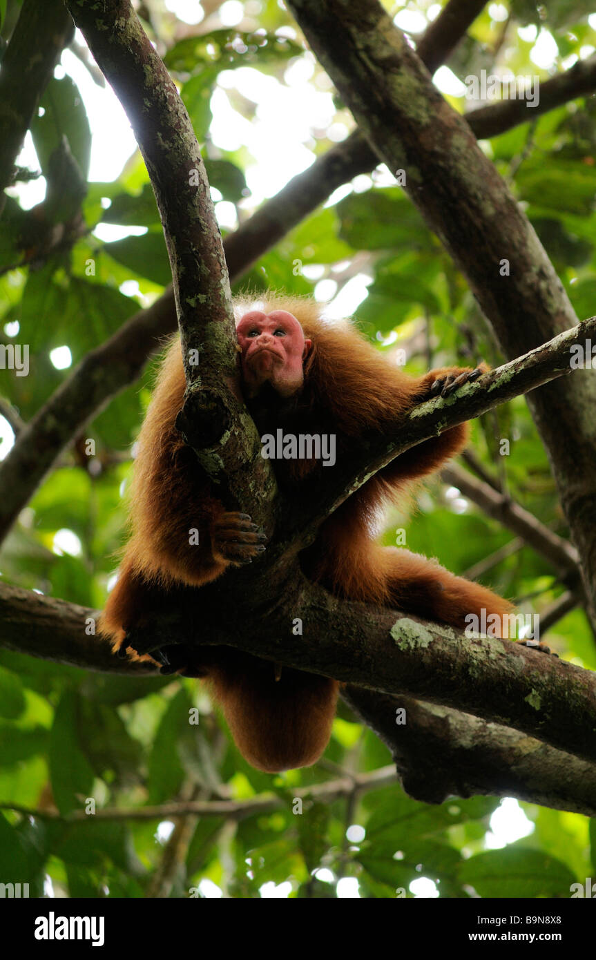 Red uakari monkey Cacajao calvus ucayalii WILD Yavari River Peru Stock ...