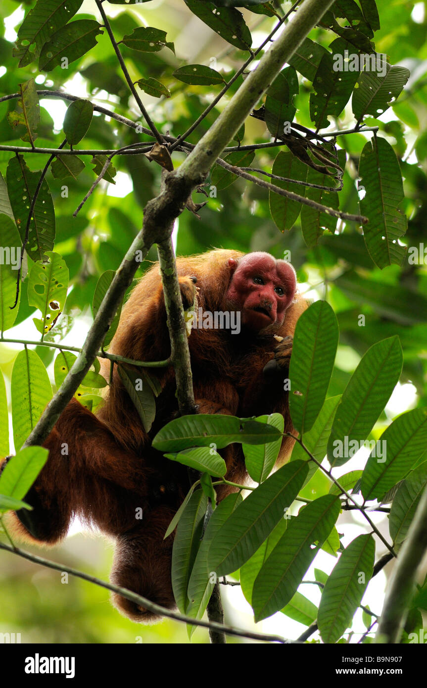 Red uakari monkey Cacajao calvus ucayalii WILD Yavari River Peru Stock ...