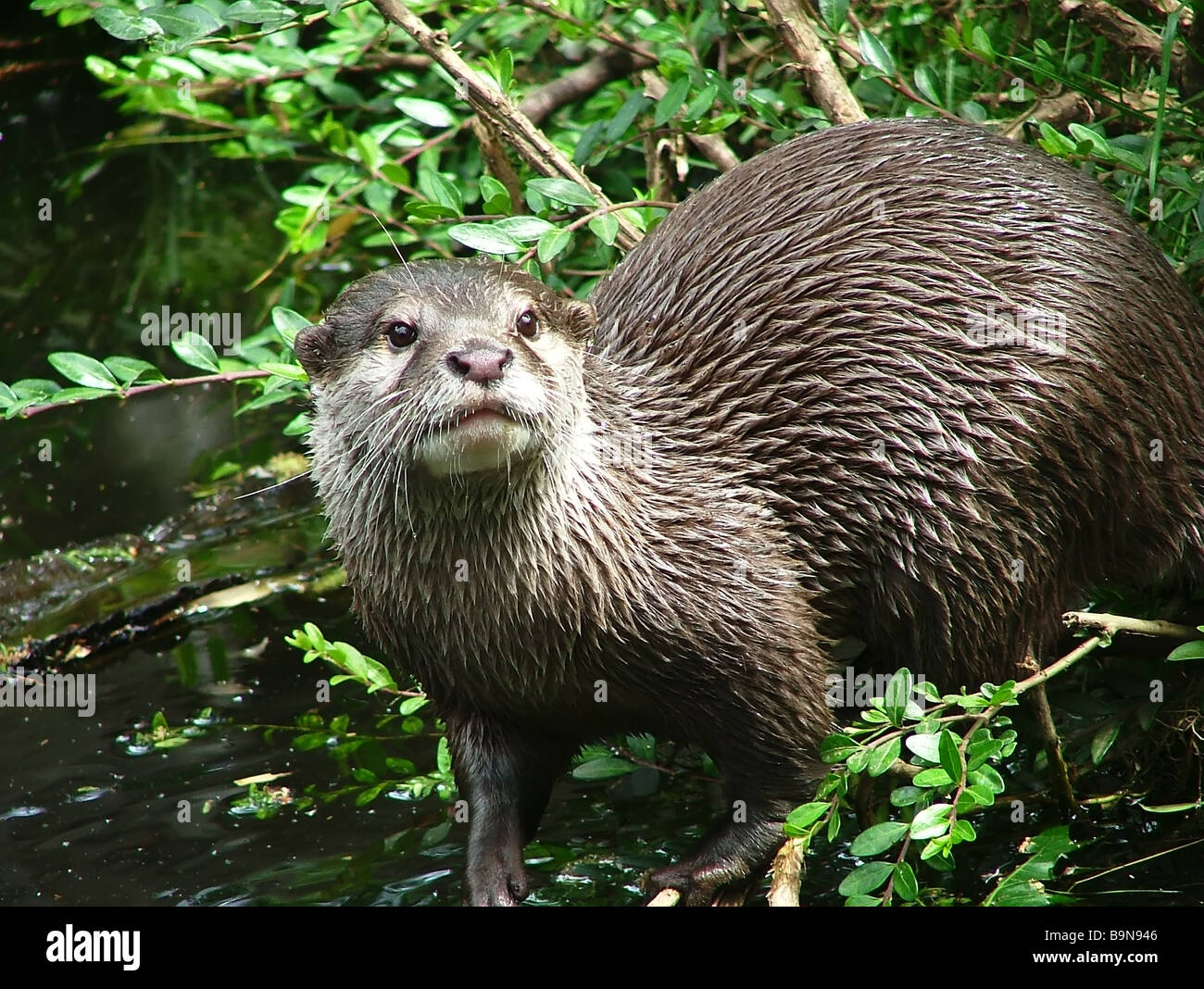 little Otter in the nature Stock Photo - Alamy