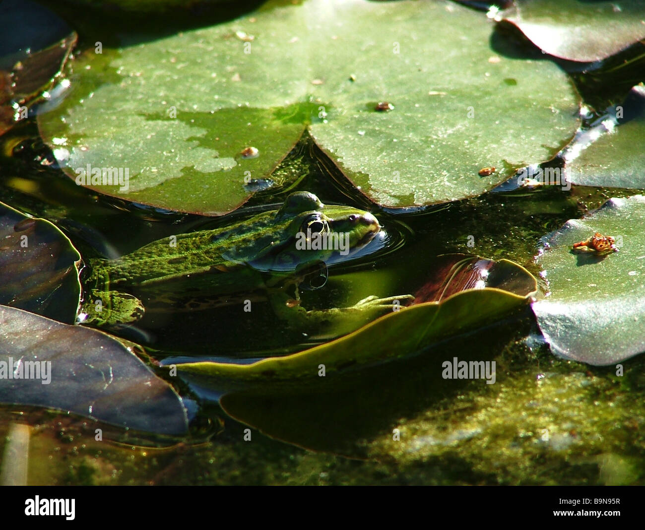 Frog on rose hi-res stock photography and images - Alamy
