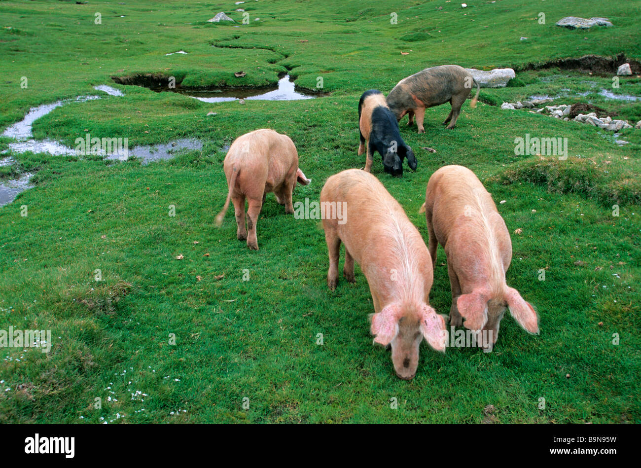 France, Corse du Sud, landscape near Bastelica, Plateau of Ese, pozzine ...