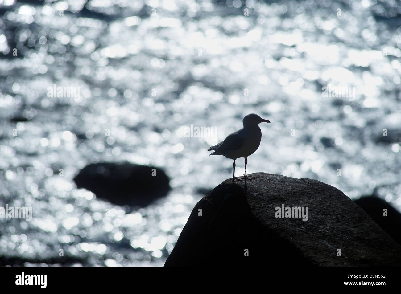 Seagull on rock Stock Photo - Alamy