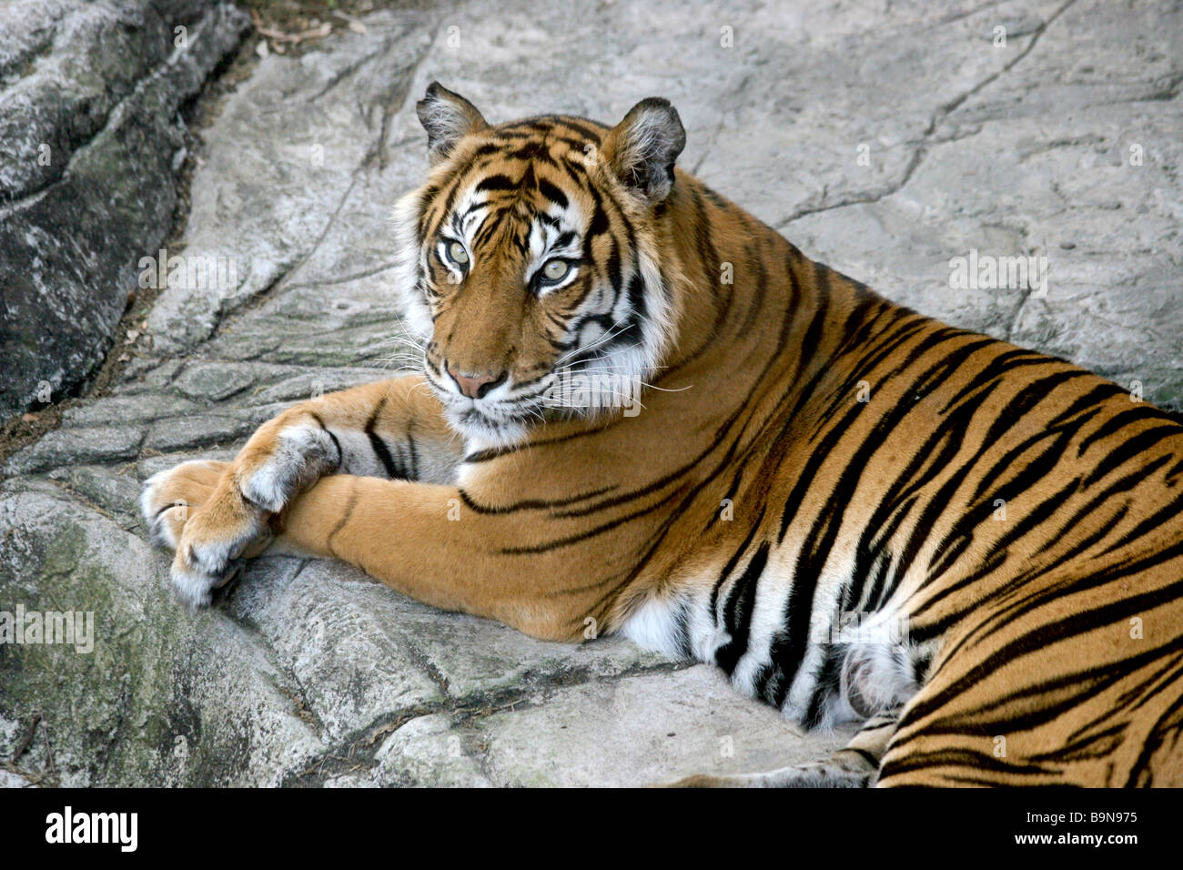 A portrait of a beautiful tiger Stock Photo - Alamy