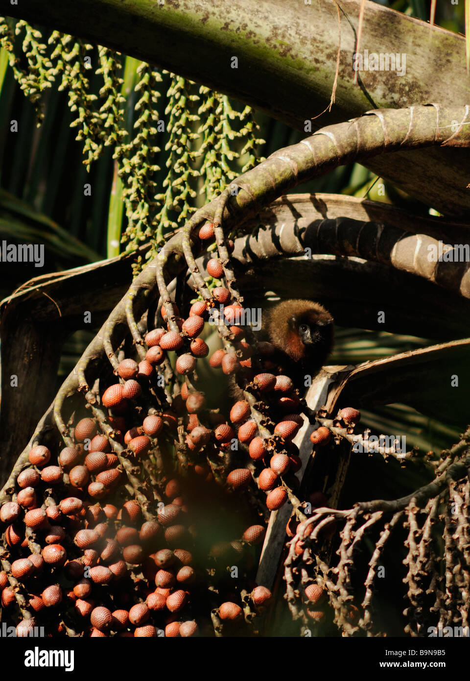 Dusky titi monkey Callicebus (or Plecturocebus) cupreus (previously C ...