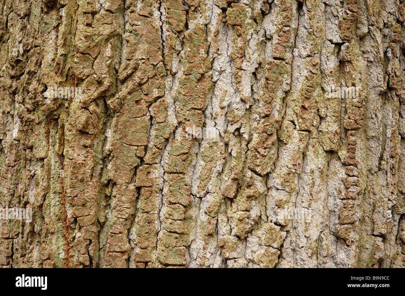 oak tree bark Stock Photo - Alamy