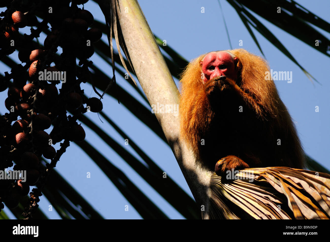 Red uakari monkey Cacajao calvus ucayalii WILD Yavari River Peru Stock ...
