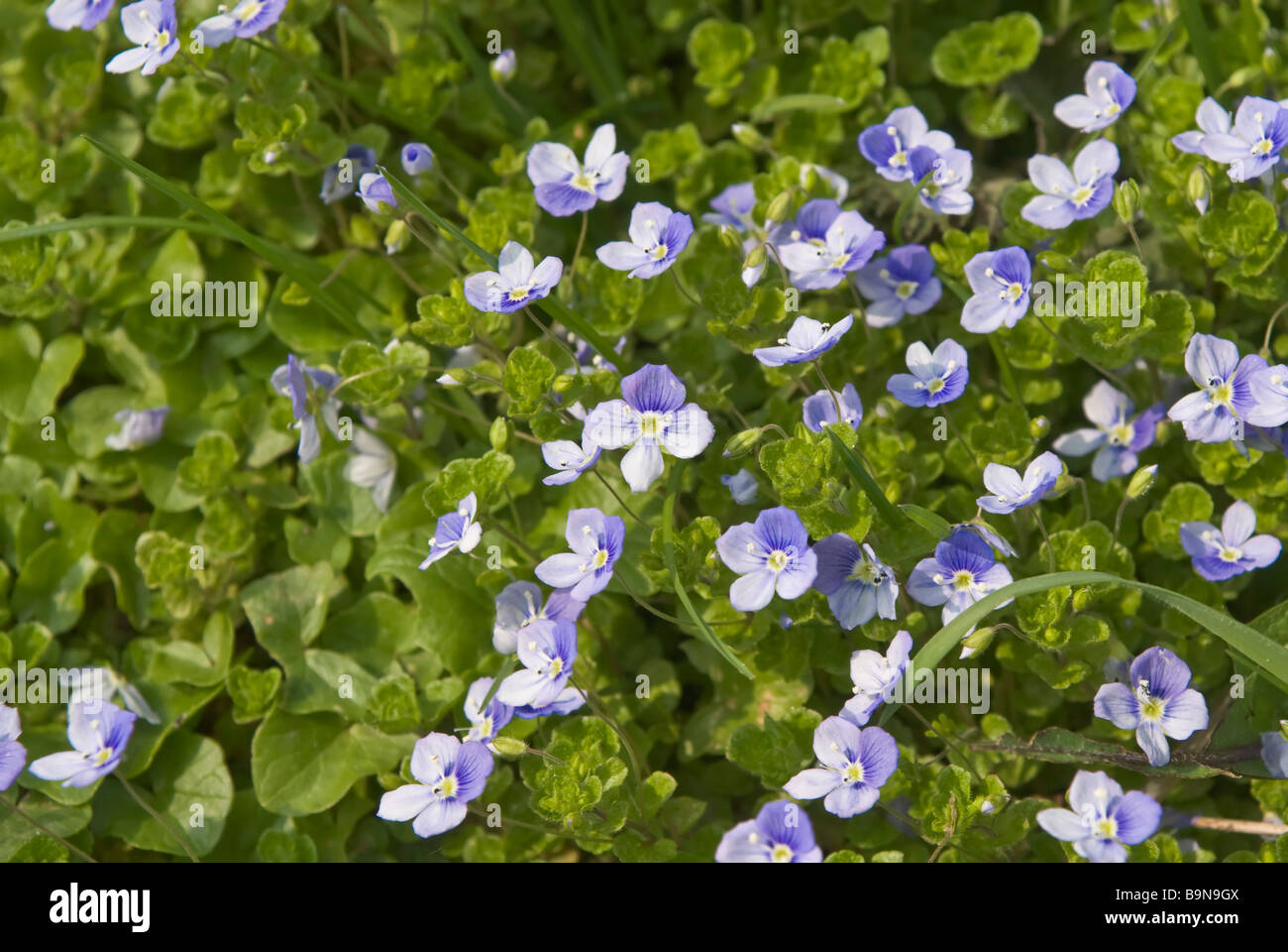 Slender speedwell, Veronica filiformis Stock Photo - Alamy