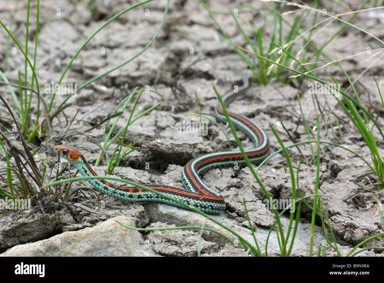 Endangered San Francisco Garter Snake (Thamnophis sirtalis tetrataenia ...