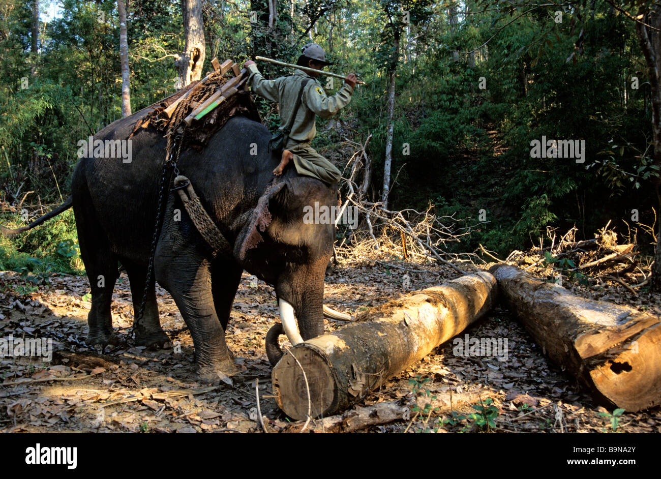 Myanmar (Burma), work of the elephants in the forest Stock Photo - Alamy