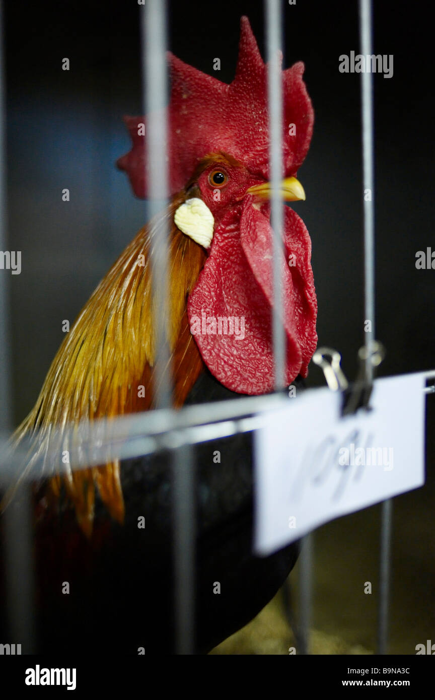 Prize roosters hi-res stock photography and images - Alamy