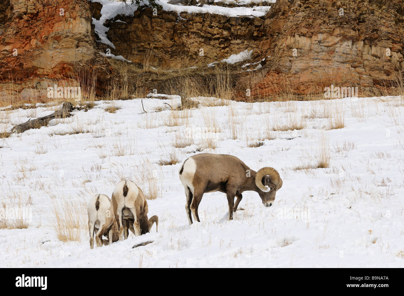 Three male Longhorn sheep grazing in snow at Druid Peak cliff in ...