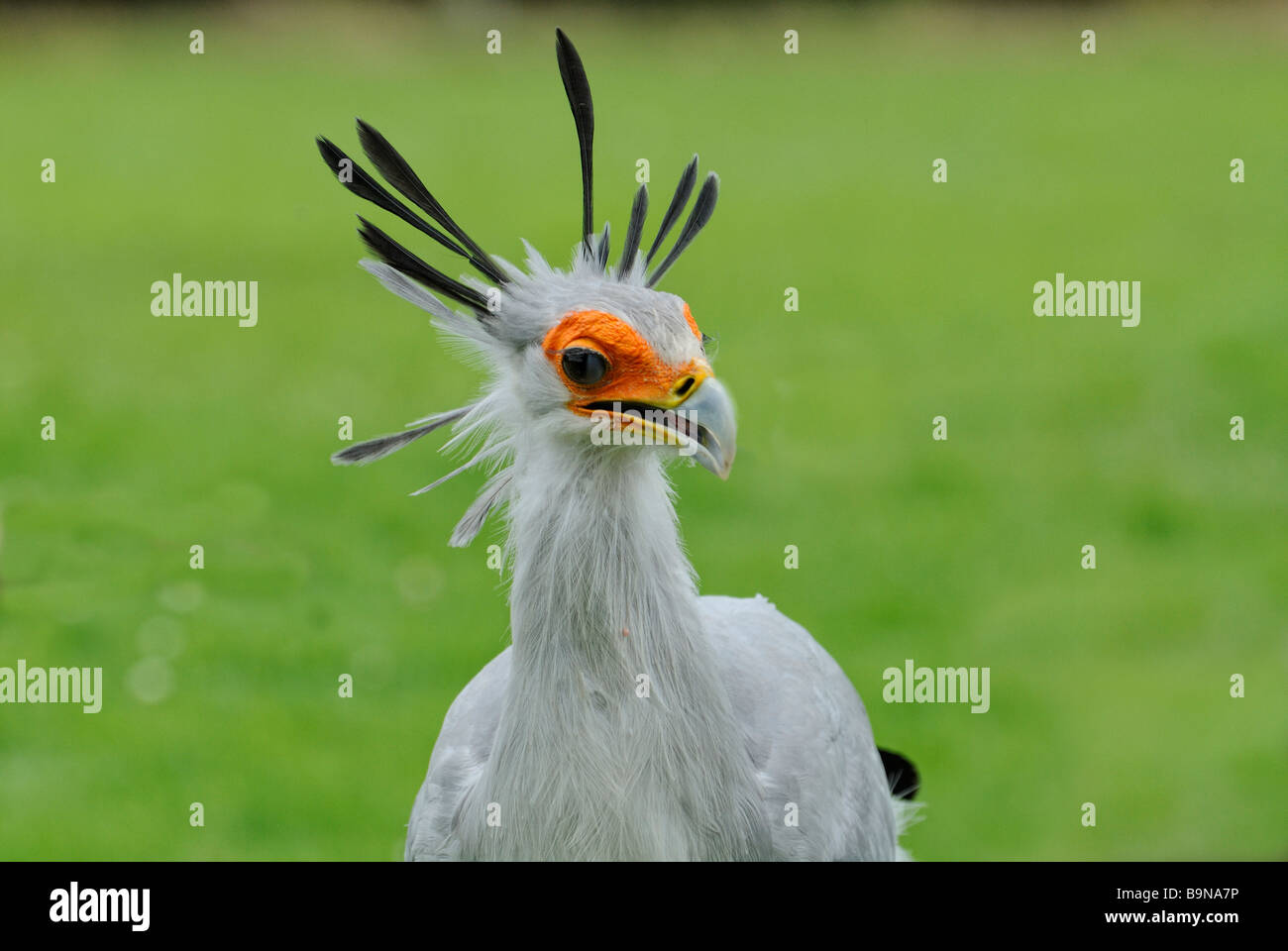 Endangered secretarybird hi-res stock photography and images - Alamy