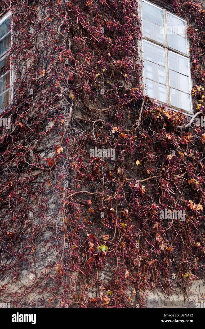 Corner building covered vines hi-res stock photography and images - Alamy