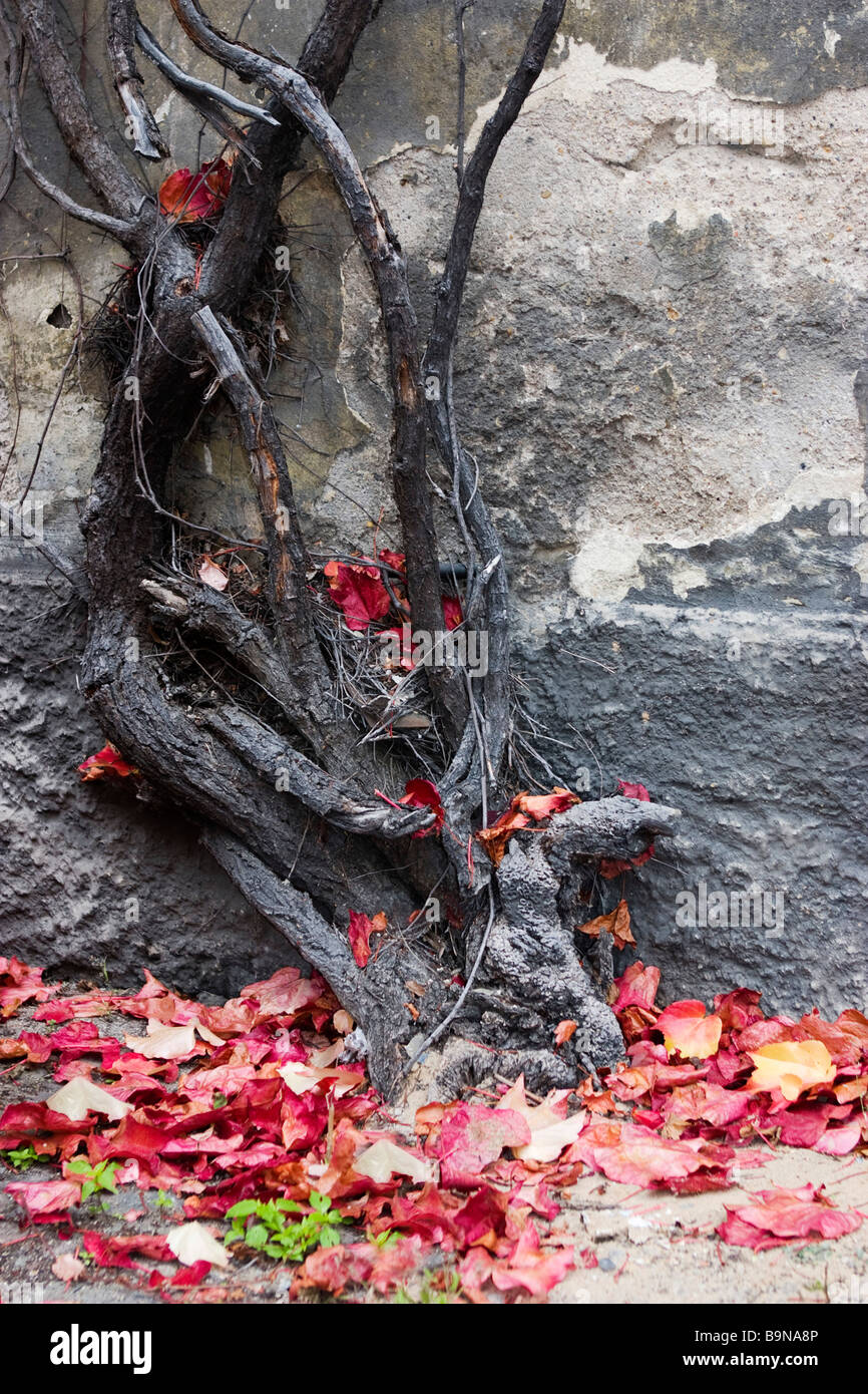 Ivy growing over a house hi-res stock photography and images - Alamy