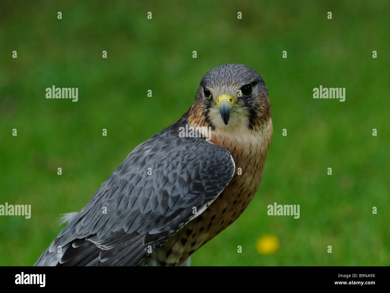 Merlin falcon hi-res stock photography and images - Alamy