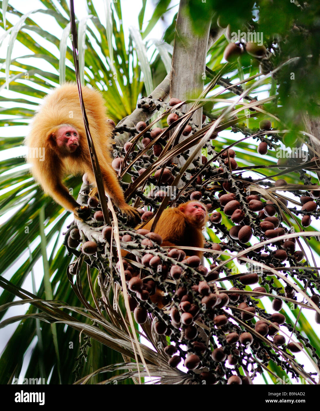 Red uakari monkey Cacajao calvus ucayalii WILD Yavari River Peru Stock ...