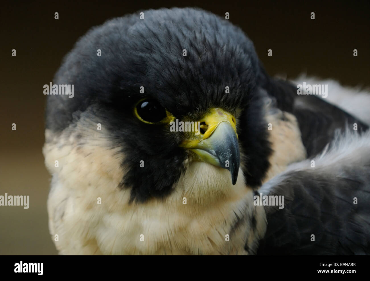 Falco peregrinnus hi-res stock photography and images - Alamy