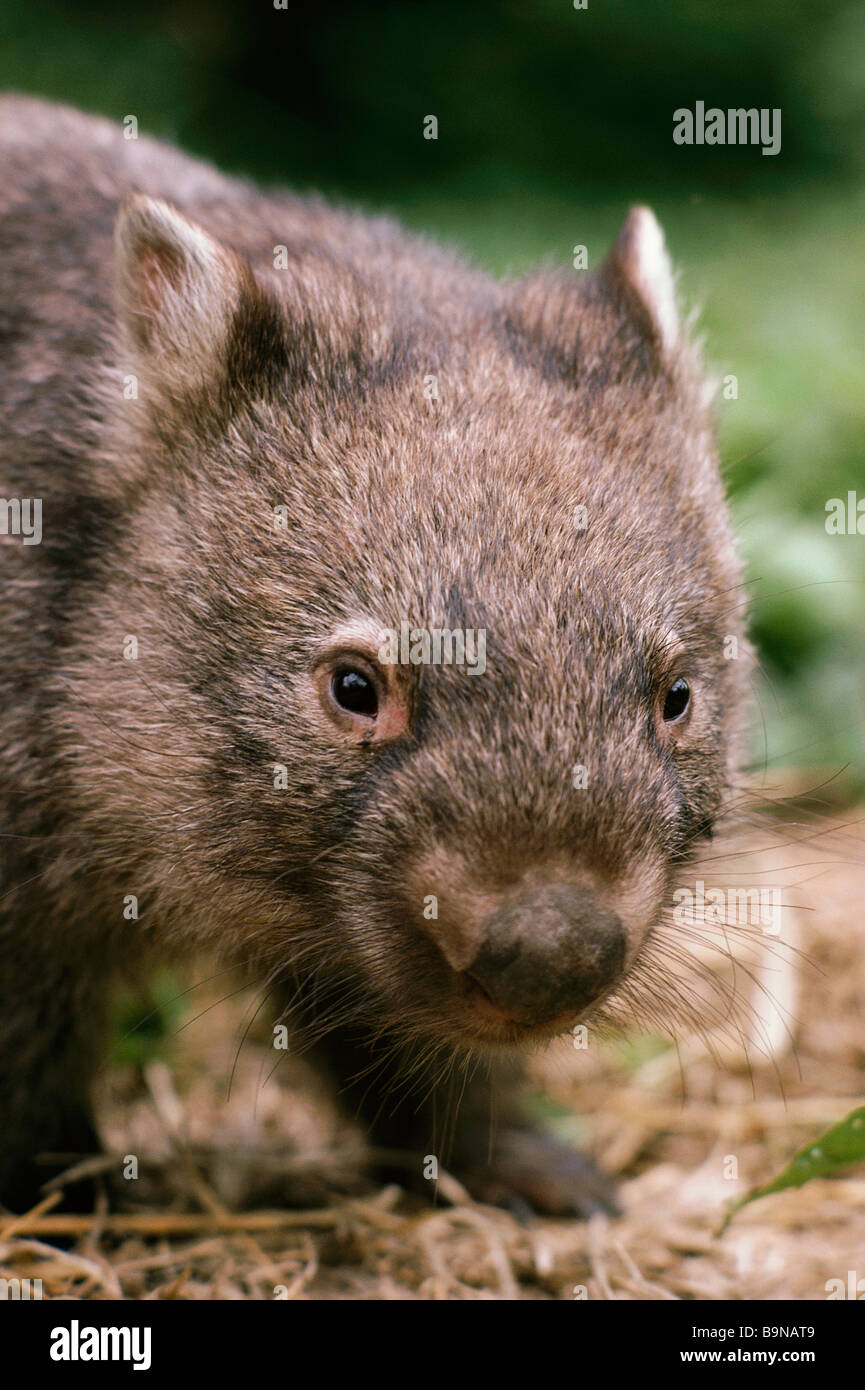 Wombat Stock Photo - Alamy