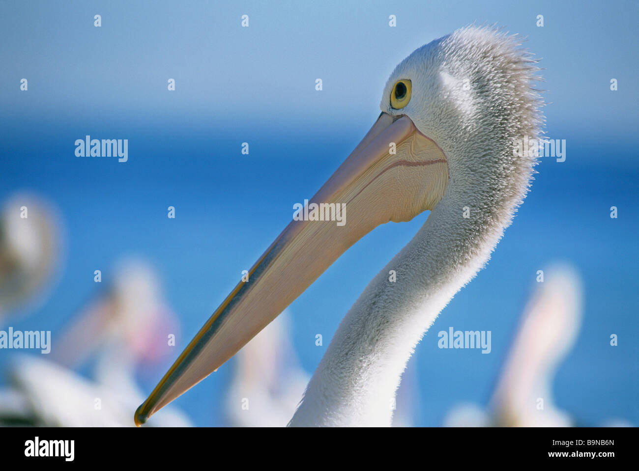 Native australian pelican swim hi-res stock photography and images - Alamy