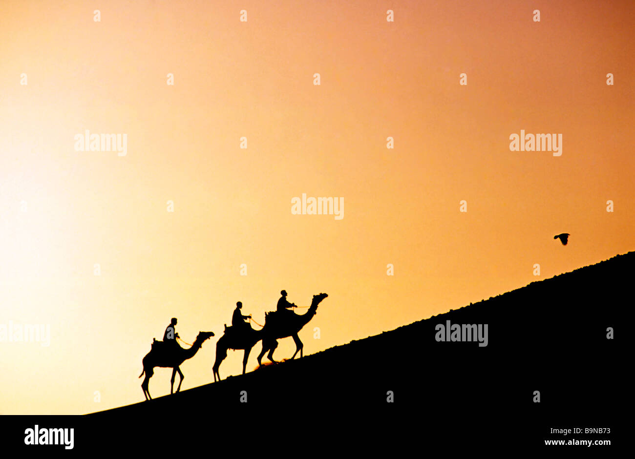 Camel night sky desert hi-res stock photography and images - Alamy