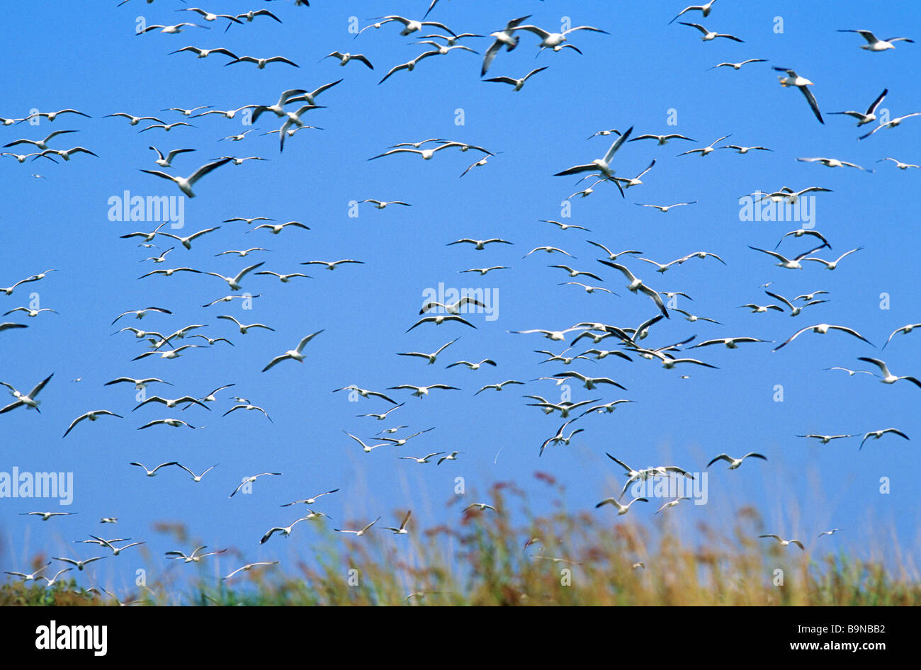 Biological reserve hi-res stock photography and images - Alamy
