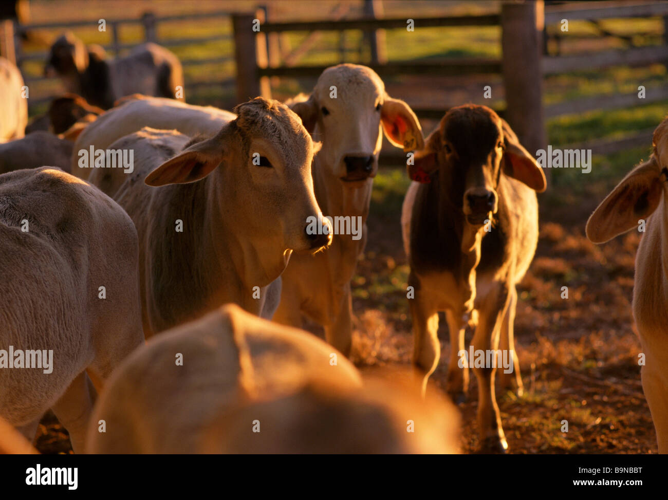 Brahman cattle australia hi-res stock photography and images - Alamy