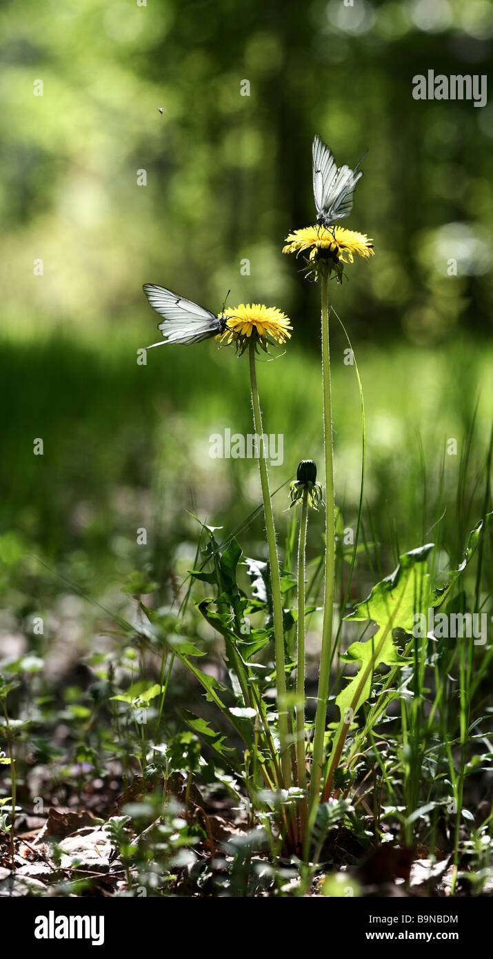 Loving butterflies hi-res stock photography and images - Alamy