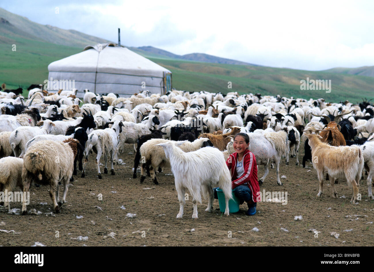Asian sheep hi-res stock photography and images - Alamy